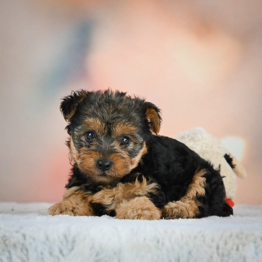 Sugar Female Yorkipoo $695 | spoiled pets rus