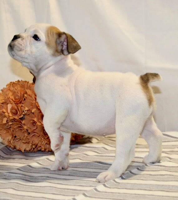 Beabull Puppies for Sale | spoiled pets rus