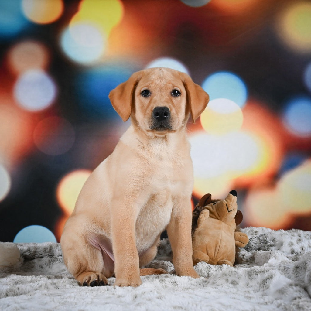 Labrador Retriever Puppies for Sale | spoiled pets rus