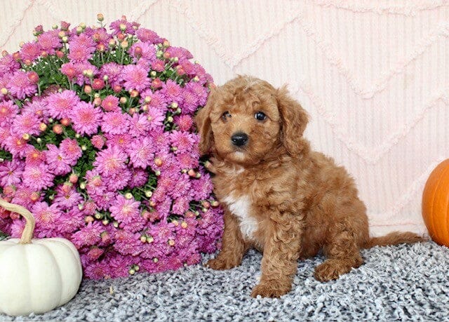 Baxter Male AKC Mini Poodle $875 | spoiled pets rus