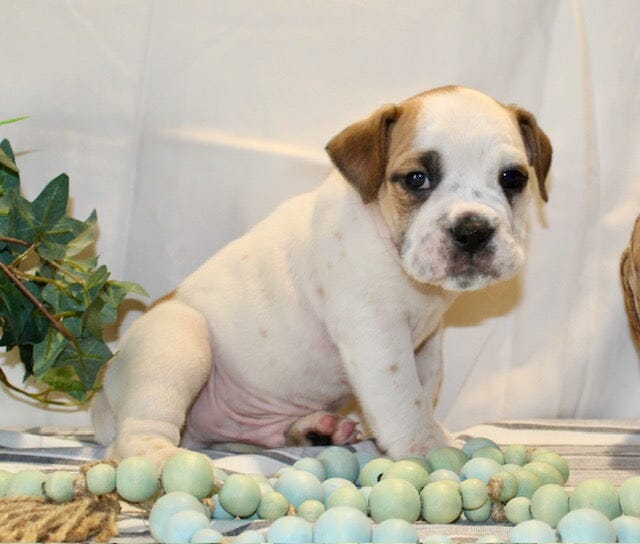 Beabull Puppies for Sale | spoiled pets rus