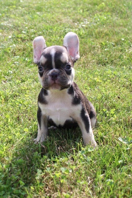 Buy Now French Bulldog Puppies In The USA | French Bulldog Puppies for ...