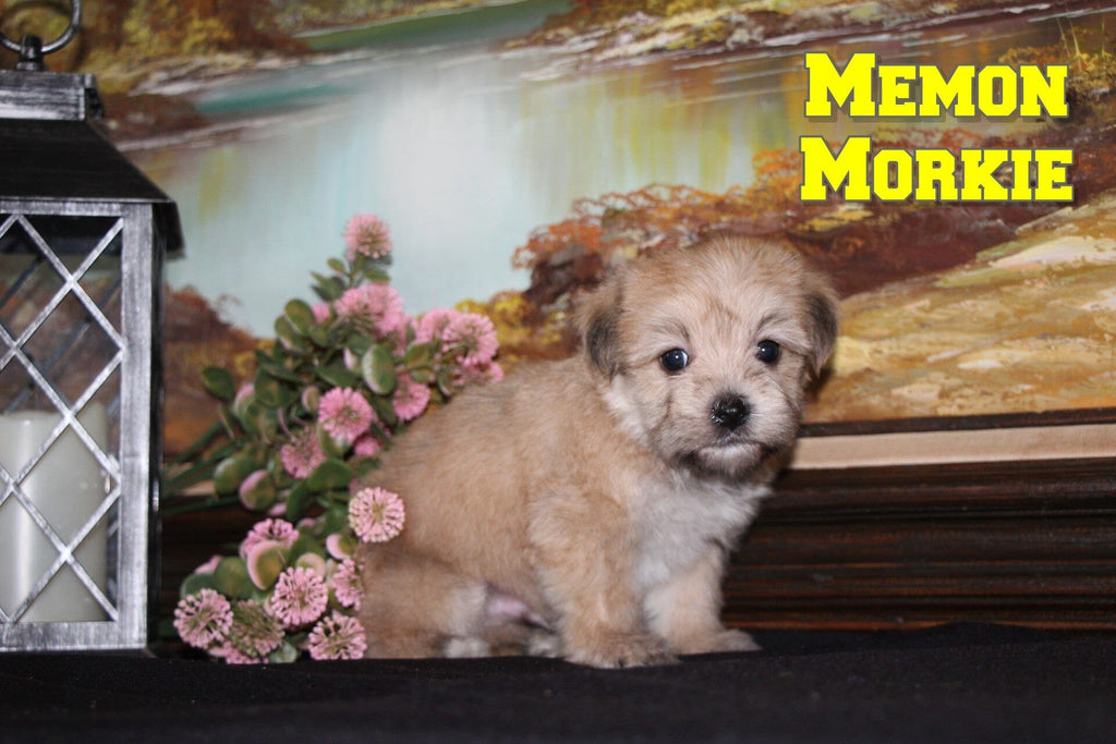 Morkie Puppy | spoiled pets rus